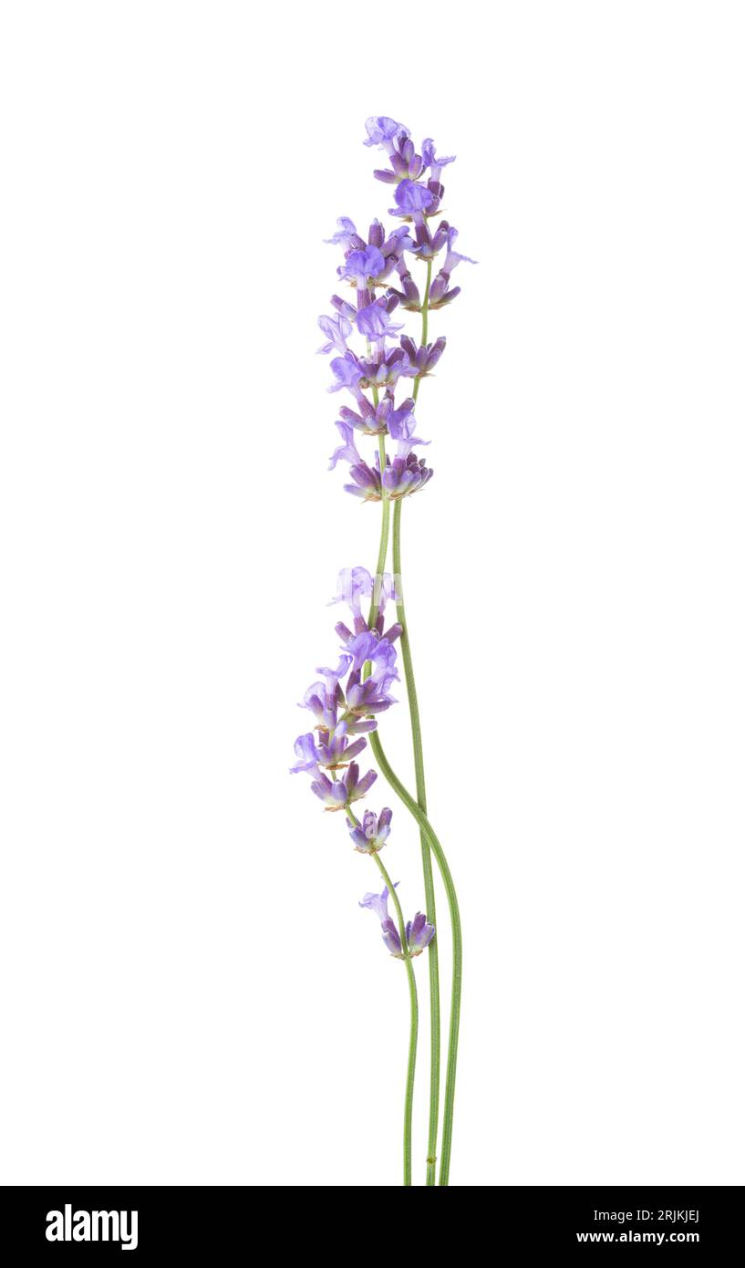 Three sprigs of Lavender isolated on white background Stock Photo - Alamy