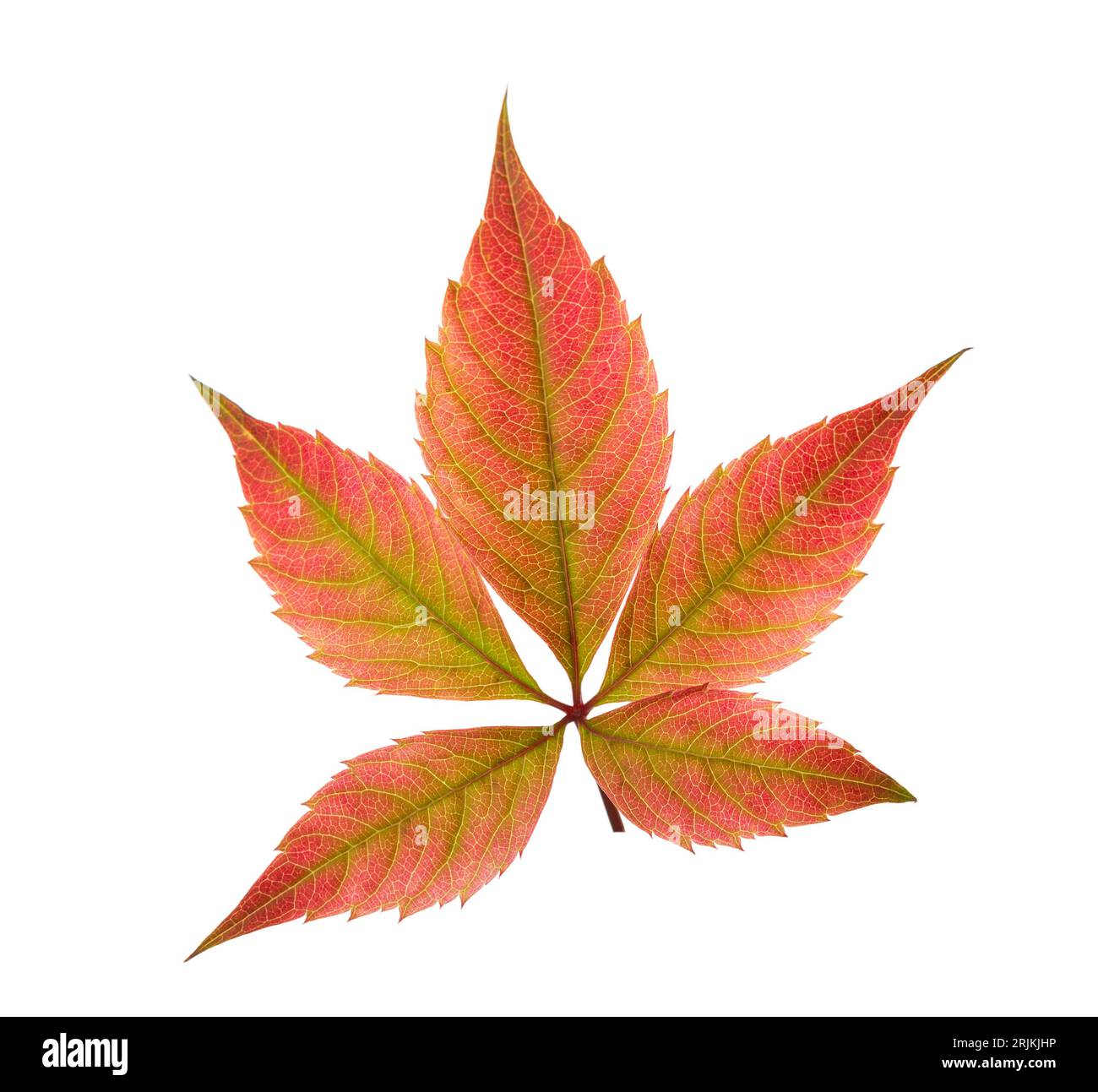 Colorful autumn leaf isolated on white background. Five-Leaved Ivy ...