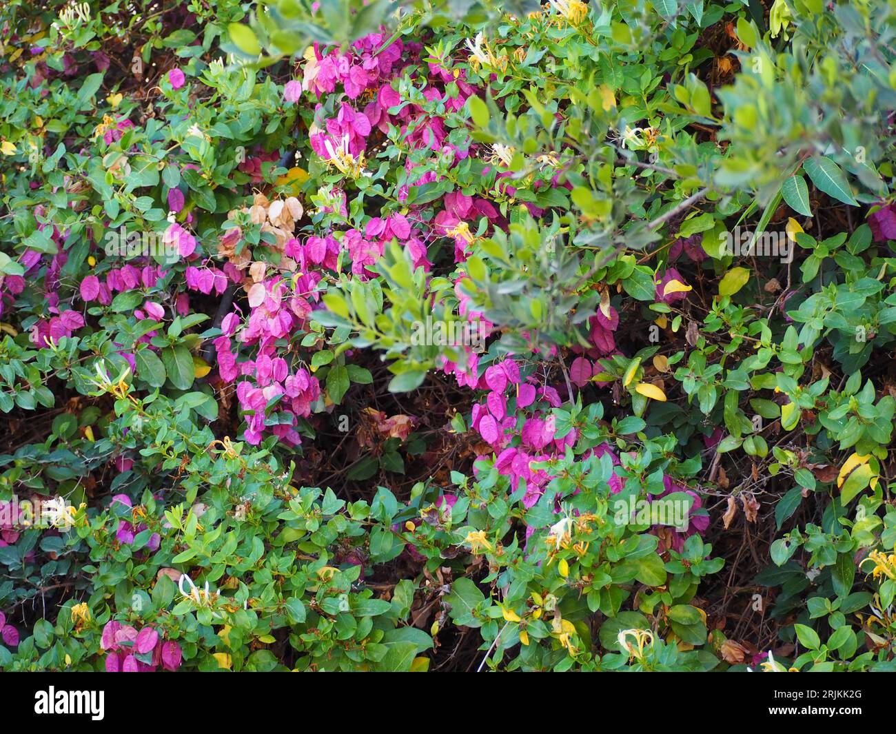 Bougainvillea flowers israel jerusalem hi-res stock photography and ...