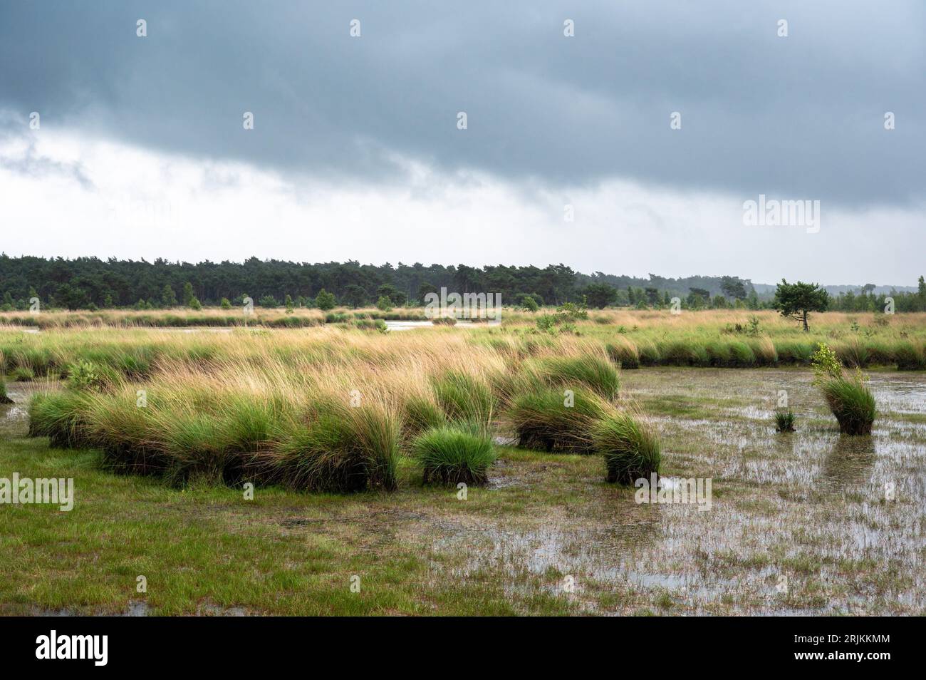 Kalmthout hi-res stock photography and images - Alamy