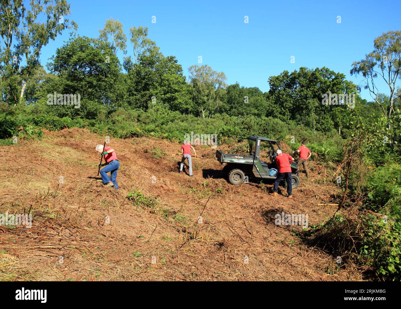 Volunteers clearing scrub on Kinver edge, Staffordshire, England, UK ...