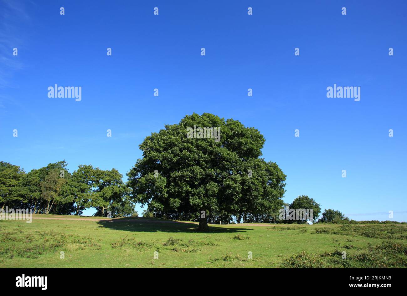 Large tree on Kinver edge, Staffordshire, England, UK Stock Photo - Alamy