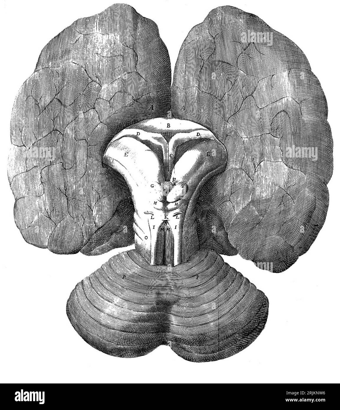 Thomas willis brain Black and White Stock Photos & Images - Alamy