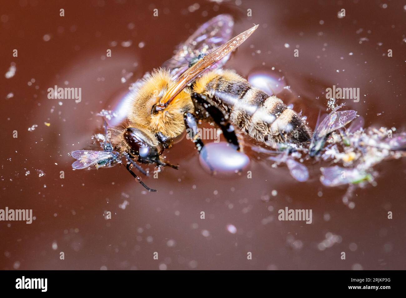 A macro shot of a bee drinking water from a container, its proboscis ...