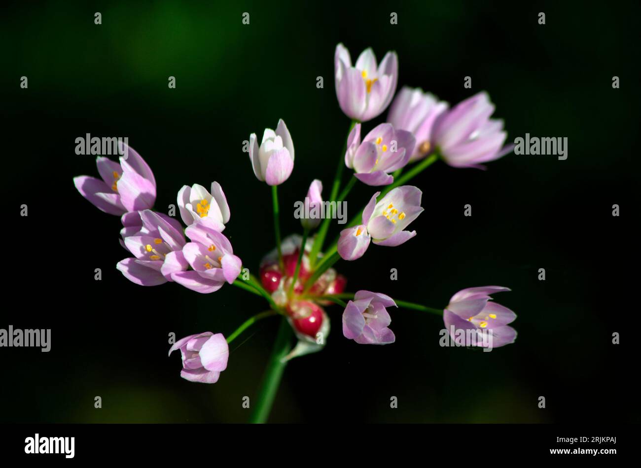 Luminoso colore hi-res stock photography and images - Alamy