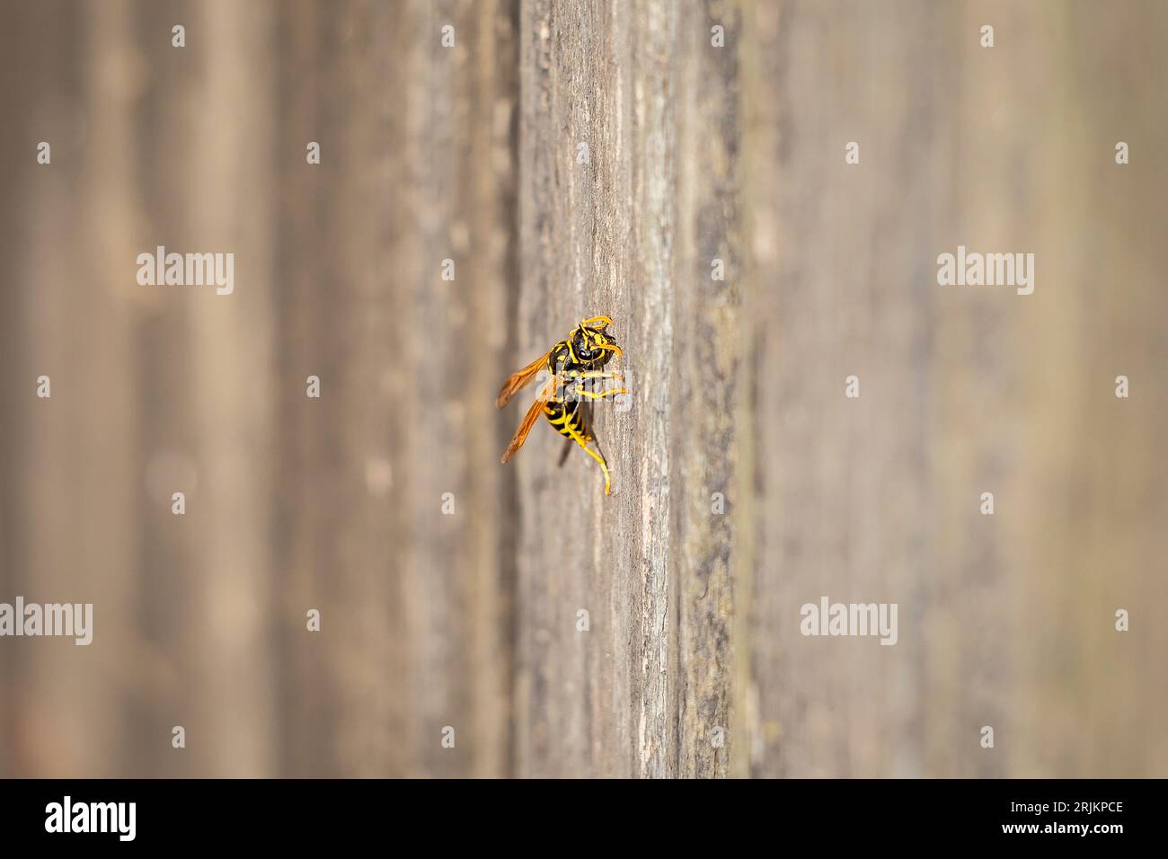 A wasp perched on a wall, its rear legs extended, looking for its next ...