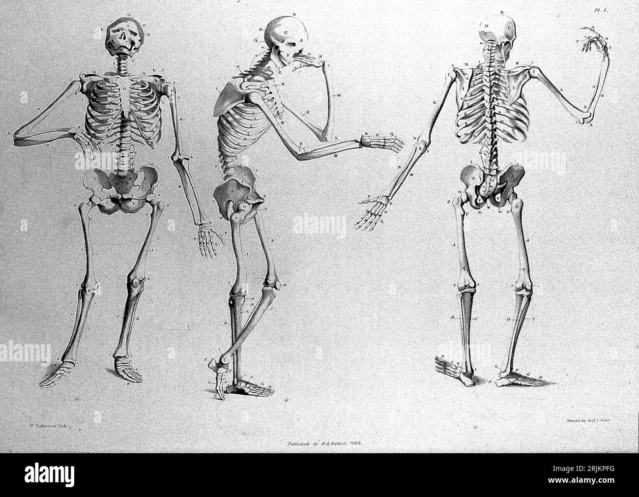 Anatomical feature Black and White Stock Photos & Images - Alamy