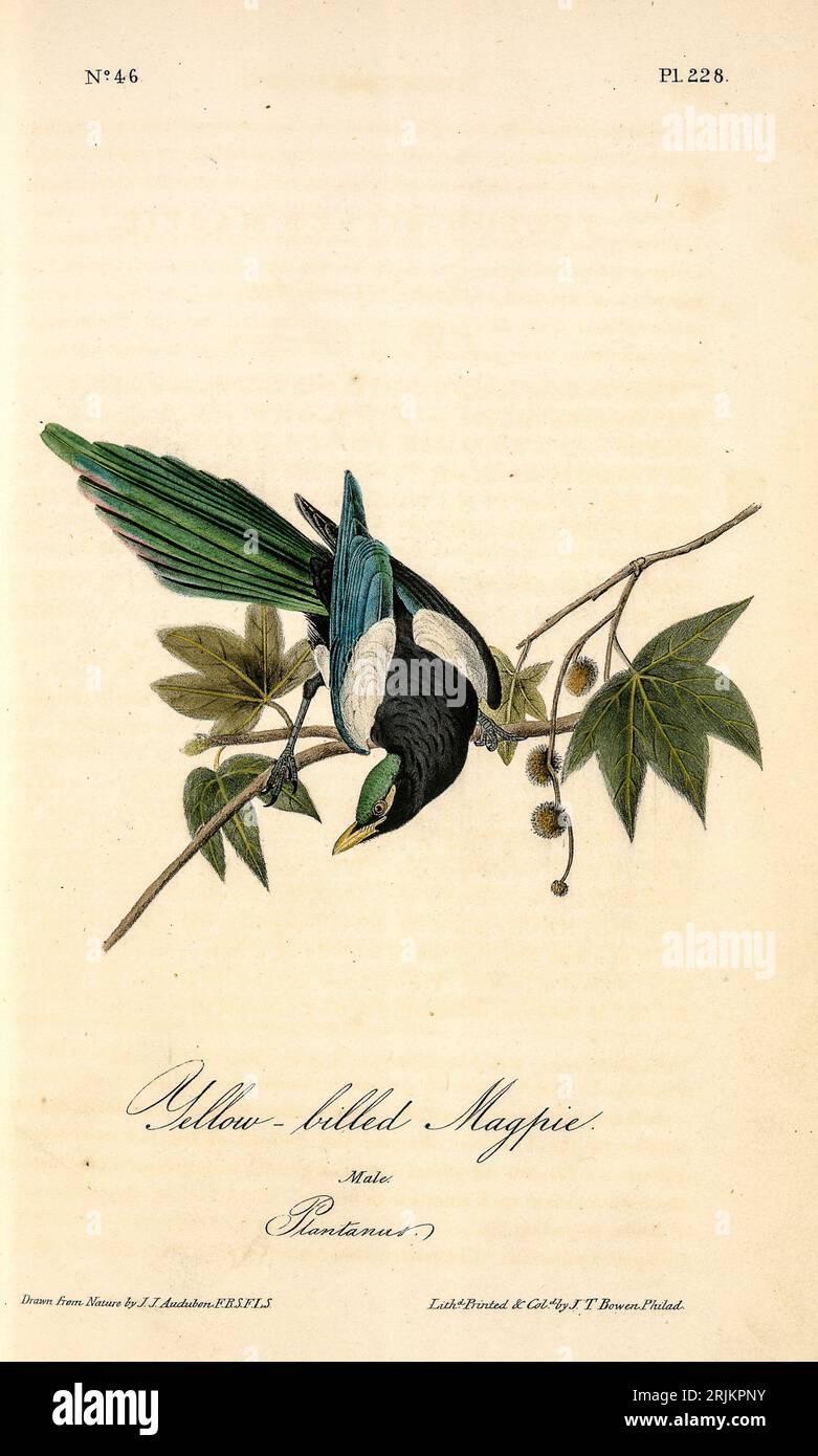James audubon book hi-res stock photography and images - Alamy