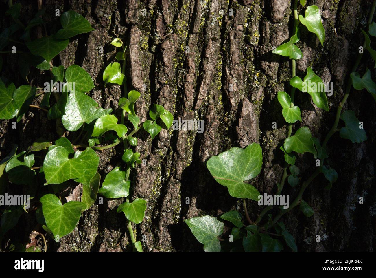 Pianta di edera pianta rampicante hi-res stock photography and images ...