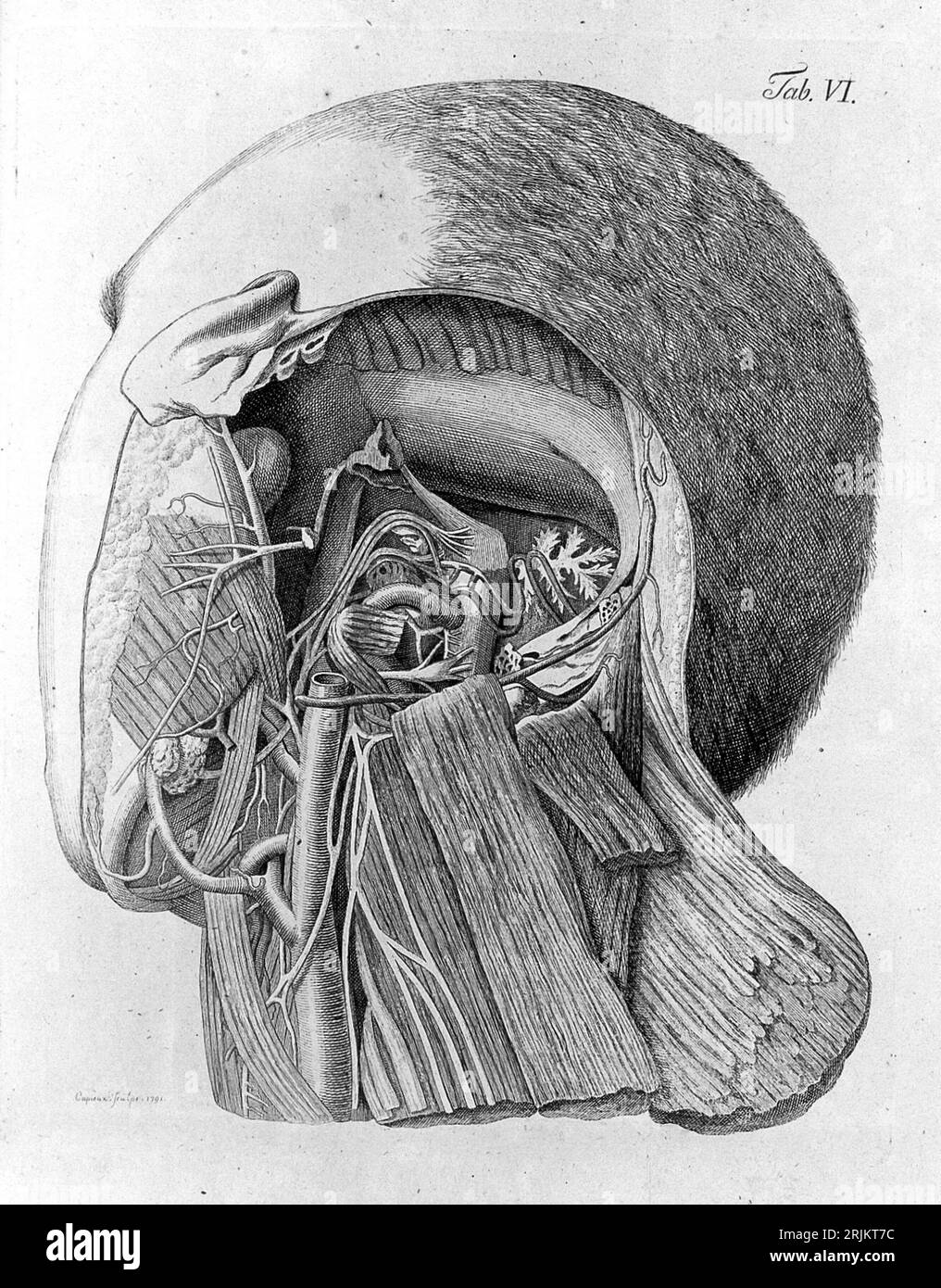 Schematic Drawing Of The Anatomic Segments Of The