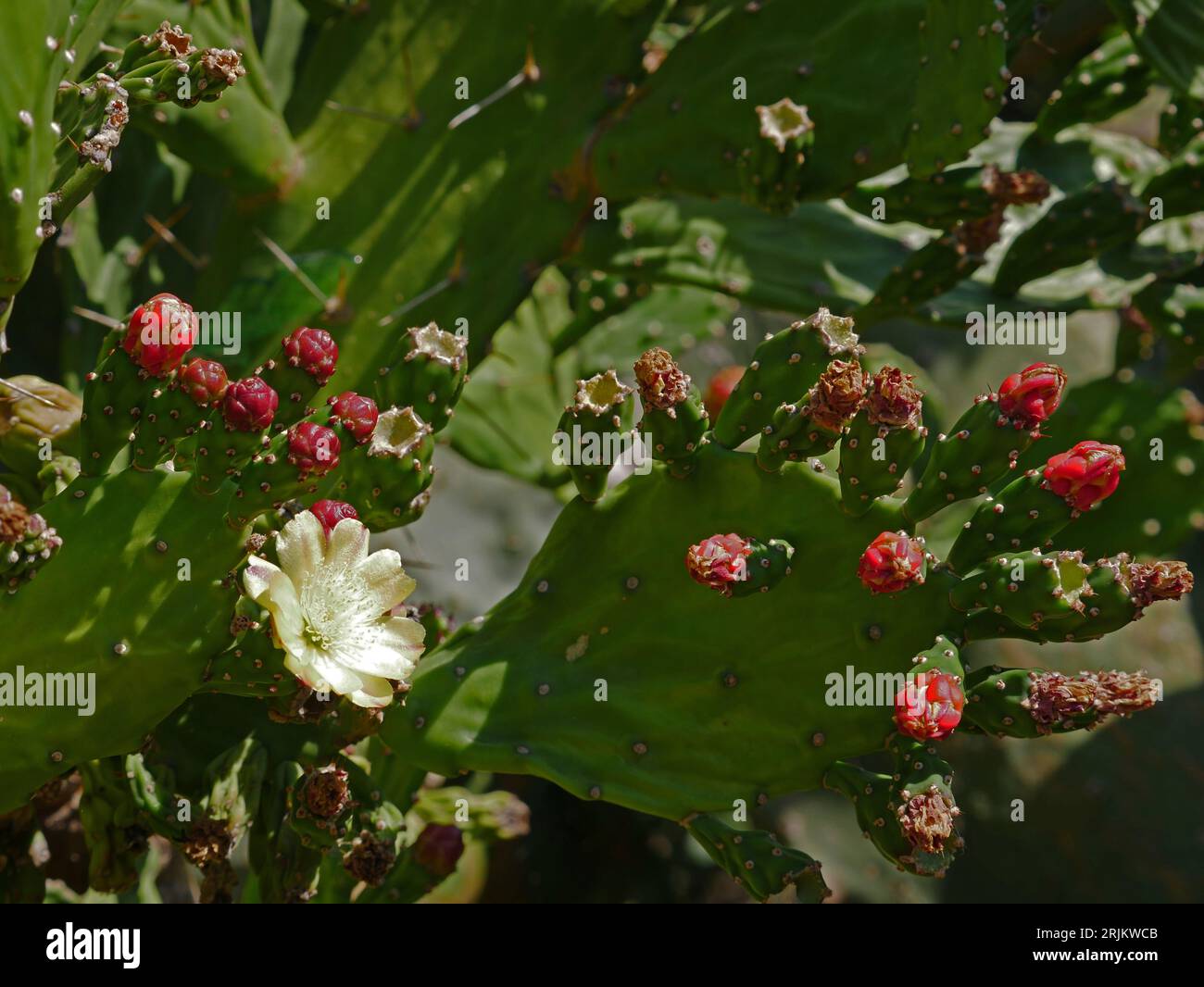 Ficus indica close-up Stock Photo - Alamy