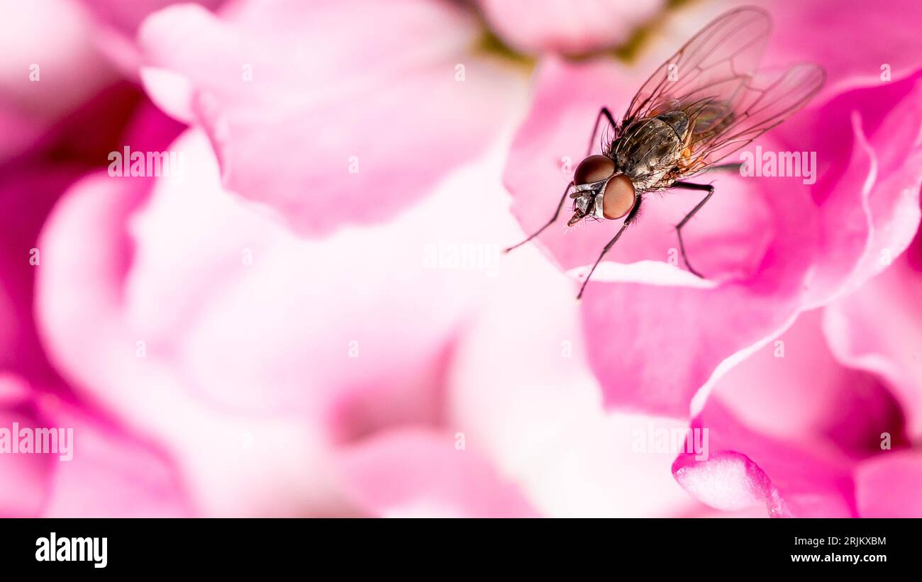 A detailed view of a small fly perched atop a delicate pink flower ...