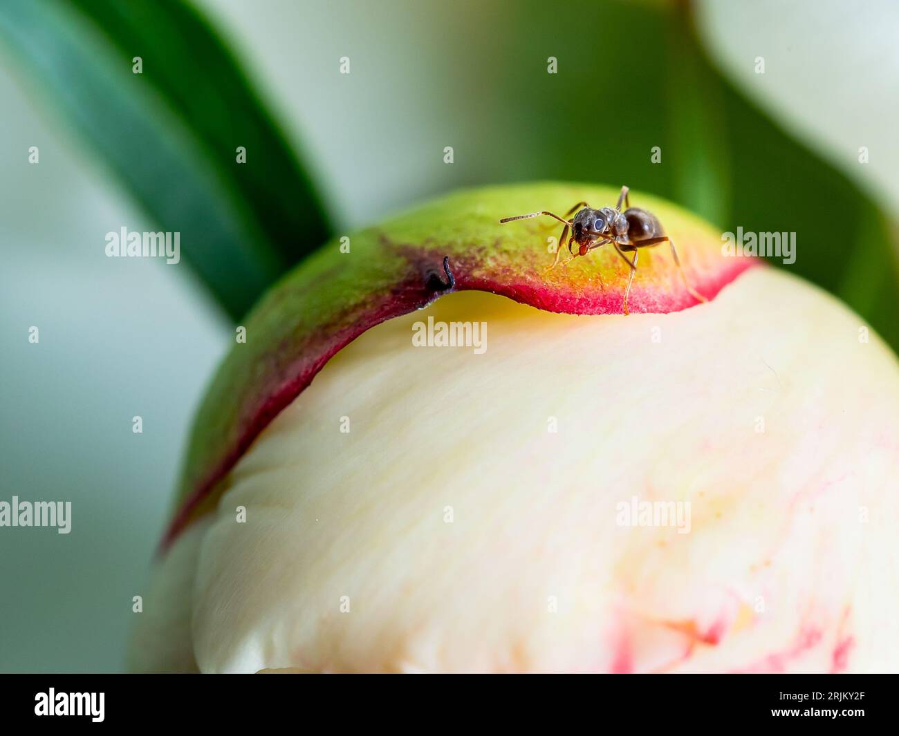 Ant and flower hi-res stock photography and images - Alamy