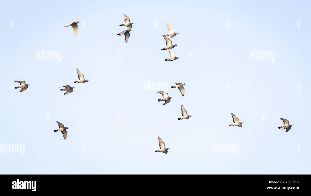 A flock of birds in the sky in a circular formation, creating a ...