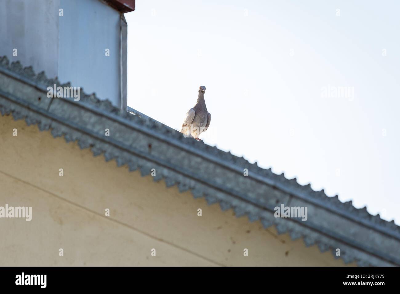A rock dove perched on a ledge of a high-rise building, gazing down over its habitat below Stock ...