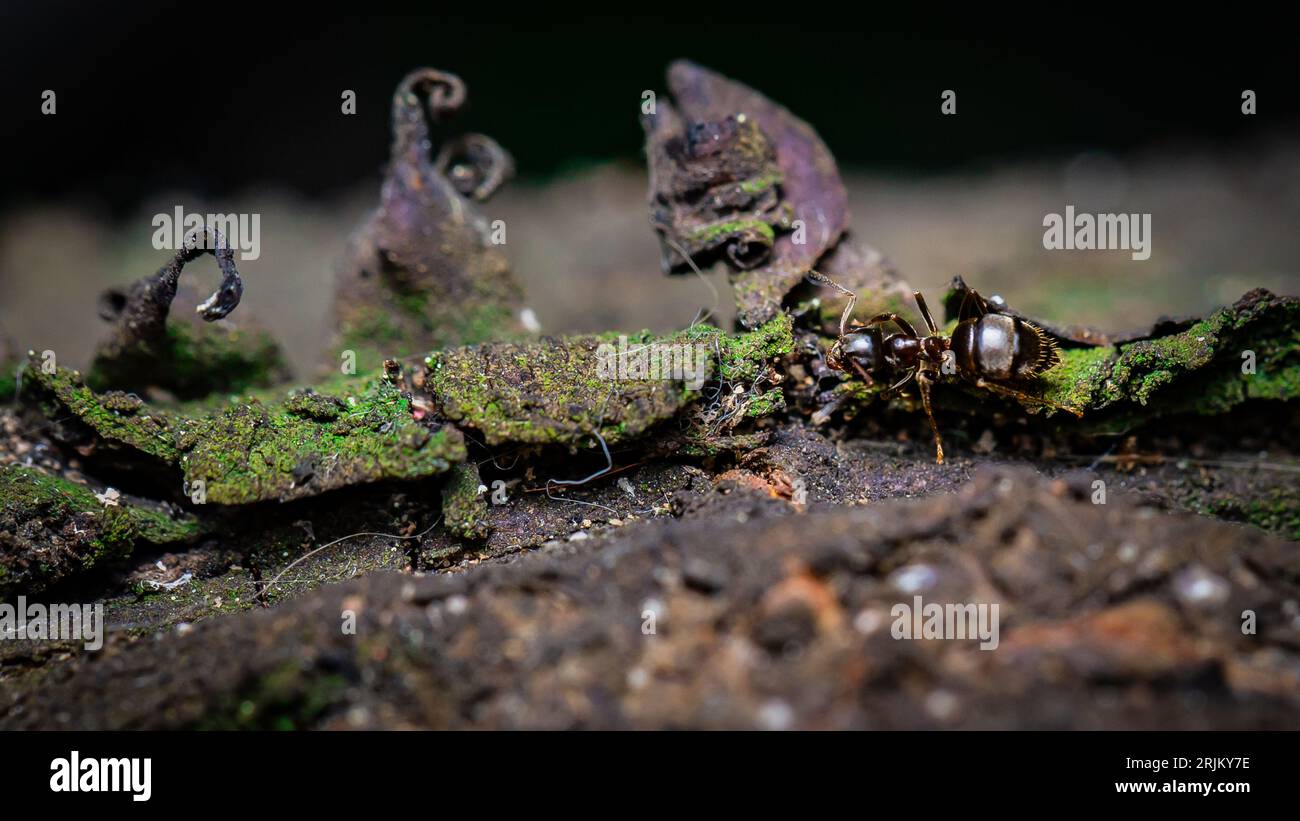 Insects covered with moss hi-res stock photography and images - Alamy