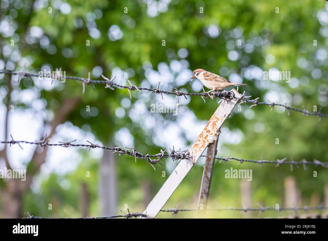 A sparrow bird perched atop a barbed wire fence, surrounded by a ...