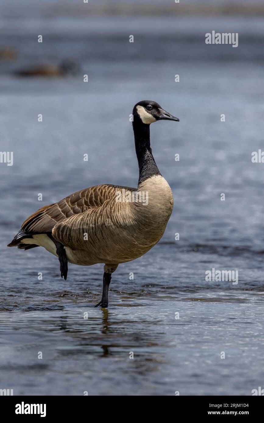 With a long neck and legs hi-res stock photography and images - Alamy
