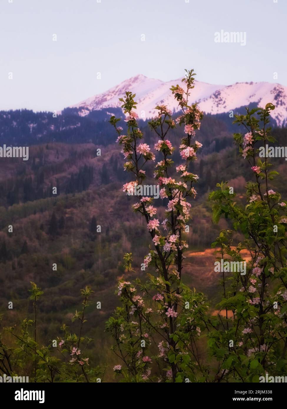 Blooming apple trees against the backdrop of snowy mountain peaks at ...