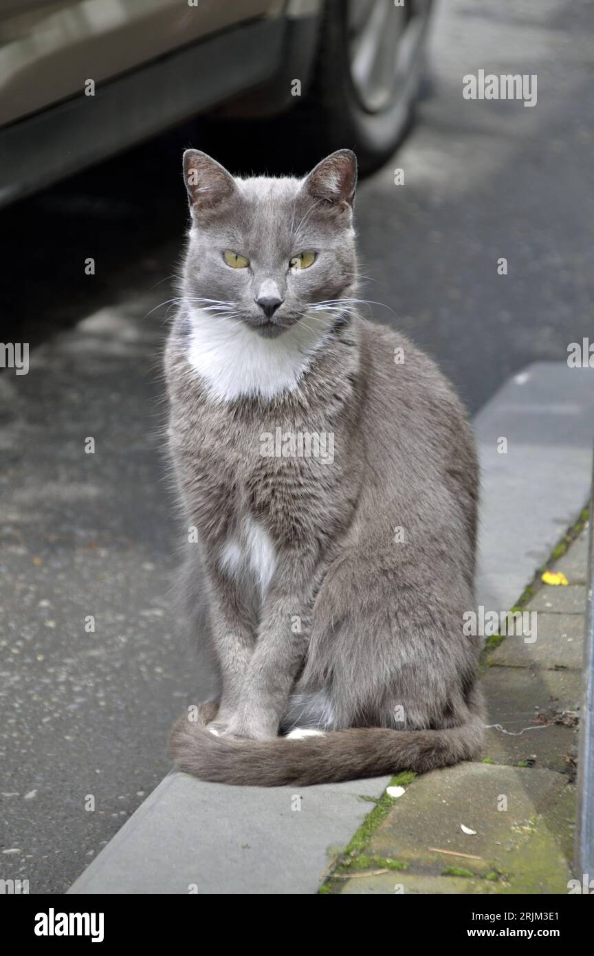 Curb your pet hi-res stock photography and images - Alamy