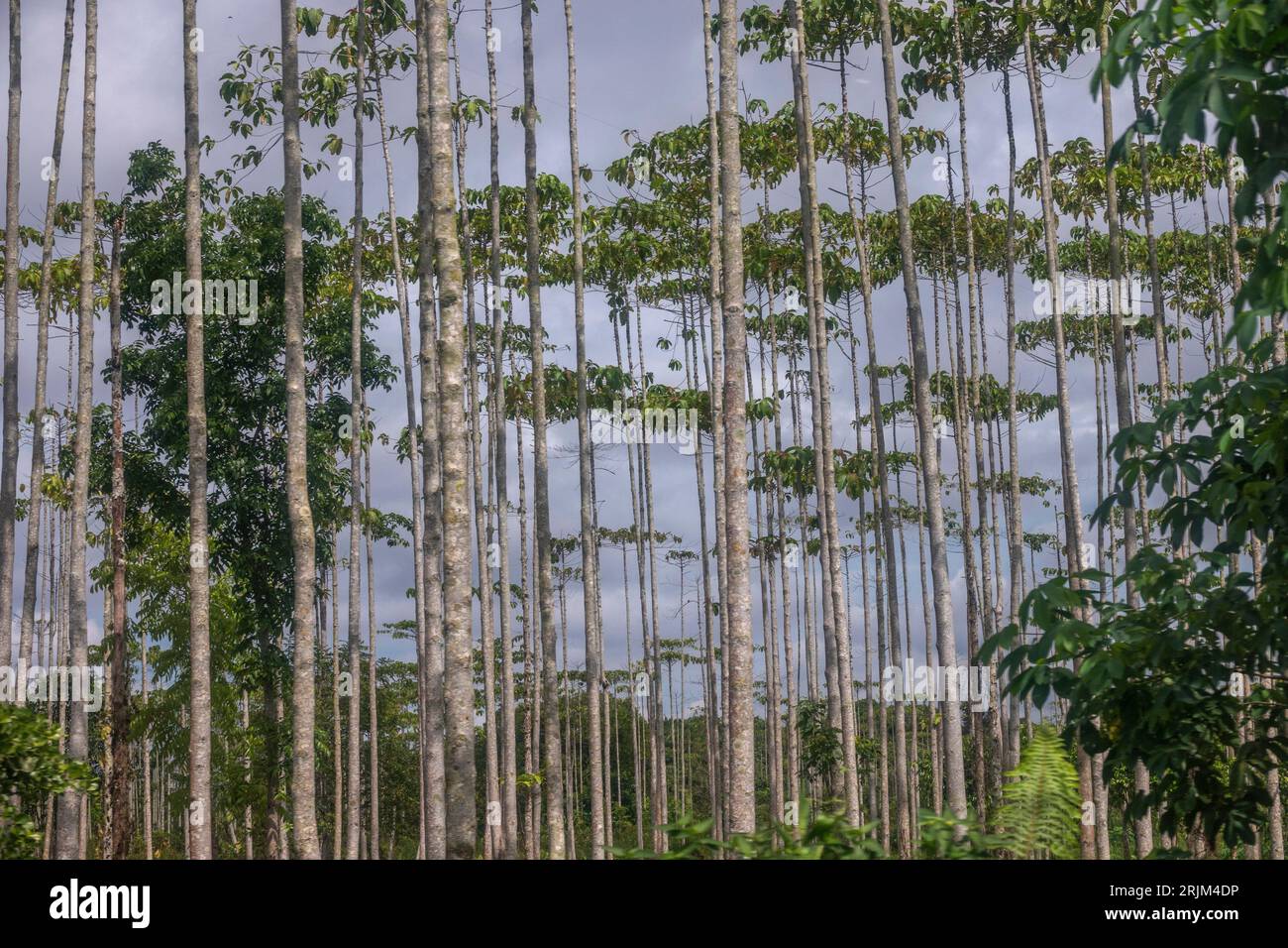 Kapur trees hi-res stock photography and images - Alamy