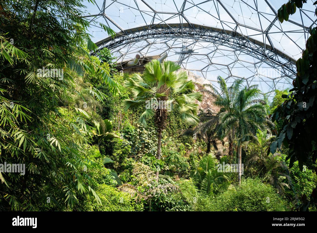 A scenic view of lush trees growing in the tropical biome at the Eden ...