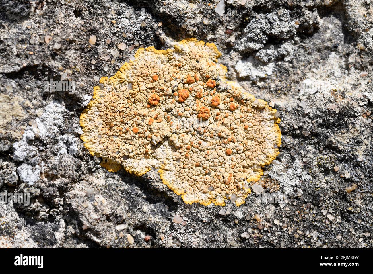 Caloplaca or aspicilia hi-res stock photography and images - Alamy