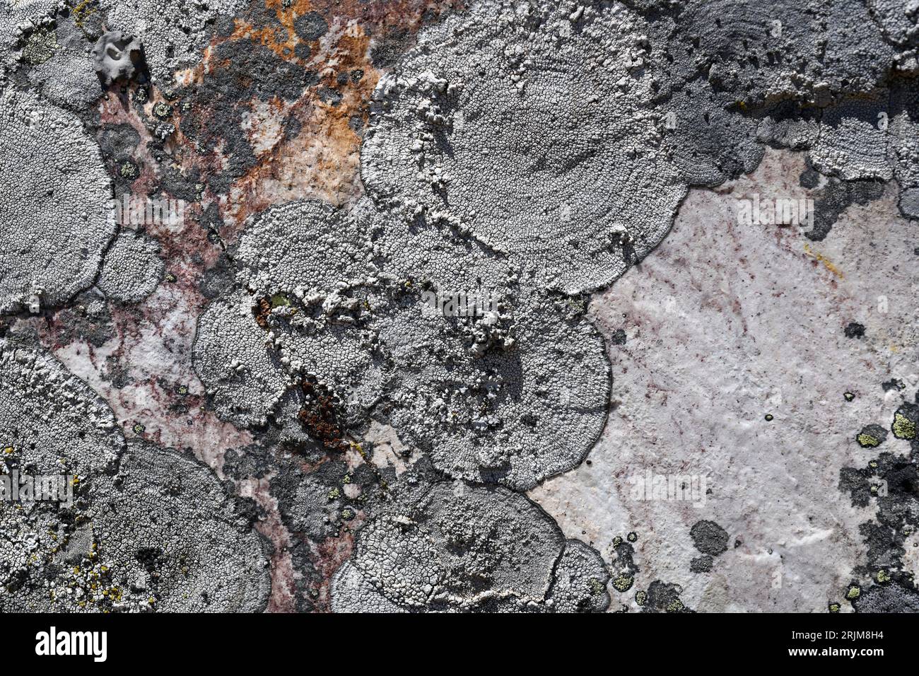 Lichen on rock rocks hi-res stock photography and images - Alamy