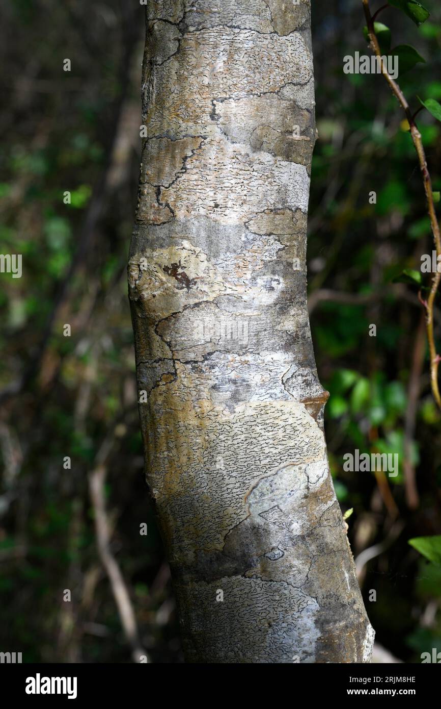 Graphis elegans is a crustose lichen that grow on tree barks. This ...