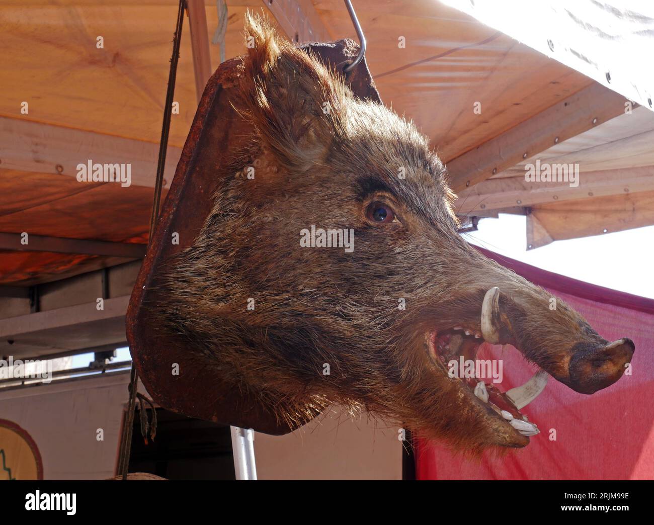 Stuffed boar's head Stock Photo - Alamy