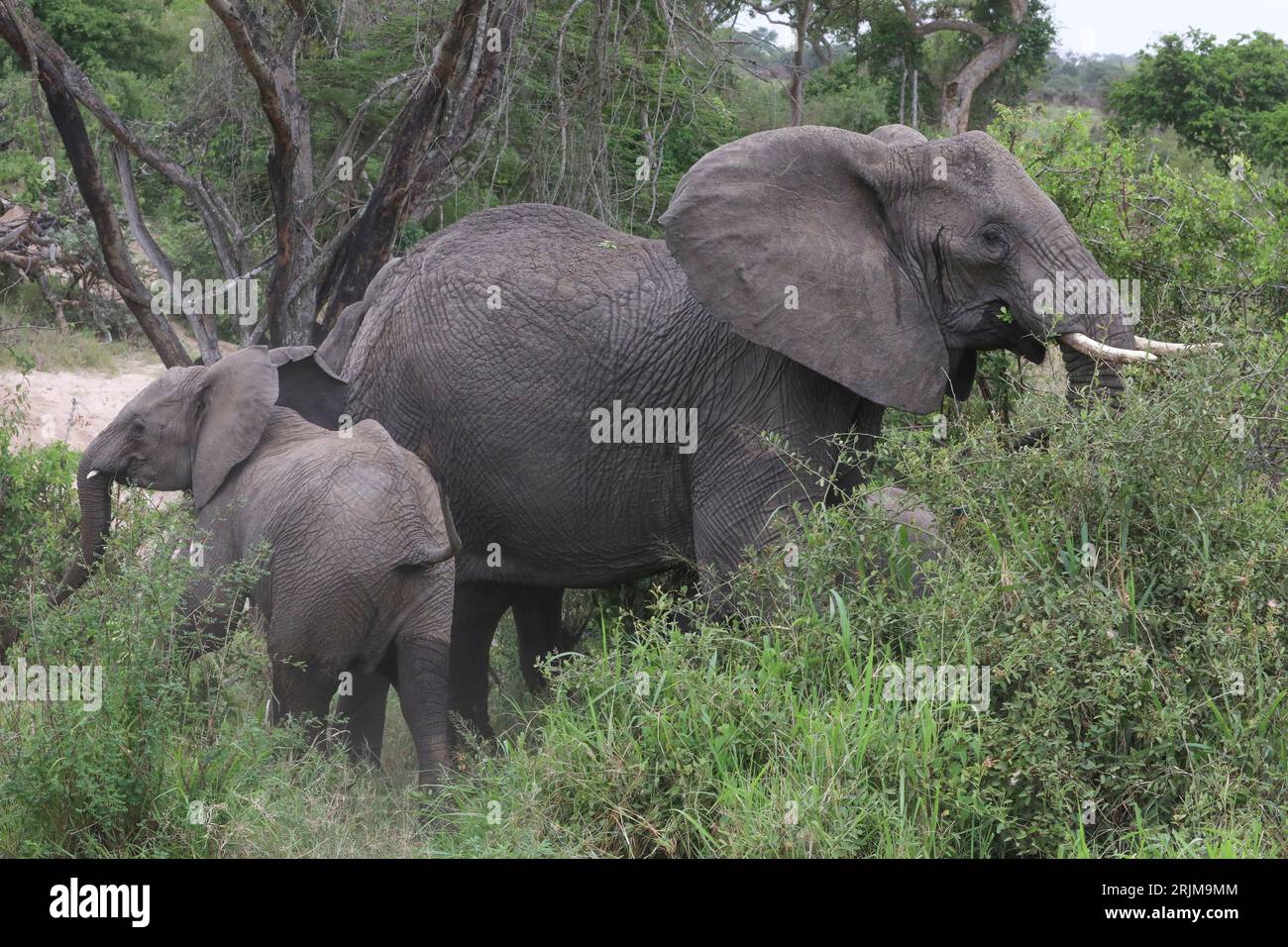 Wildlife corridor africa hi-res stock photography and images - Alamy
