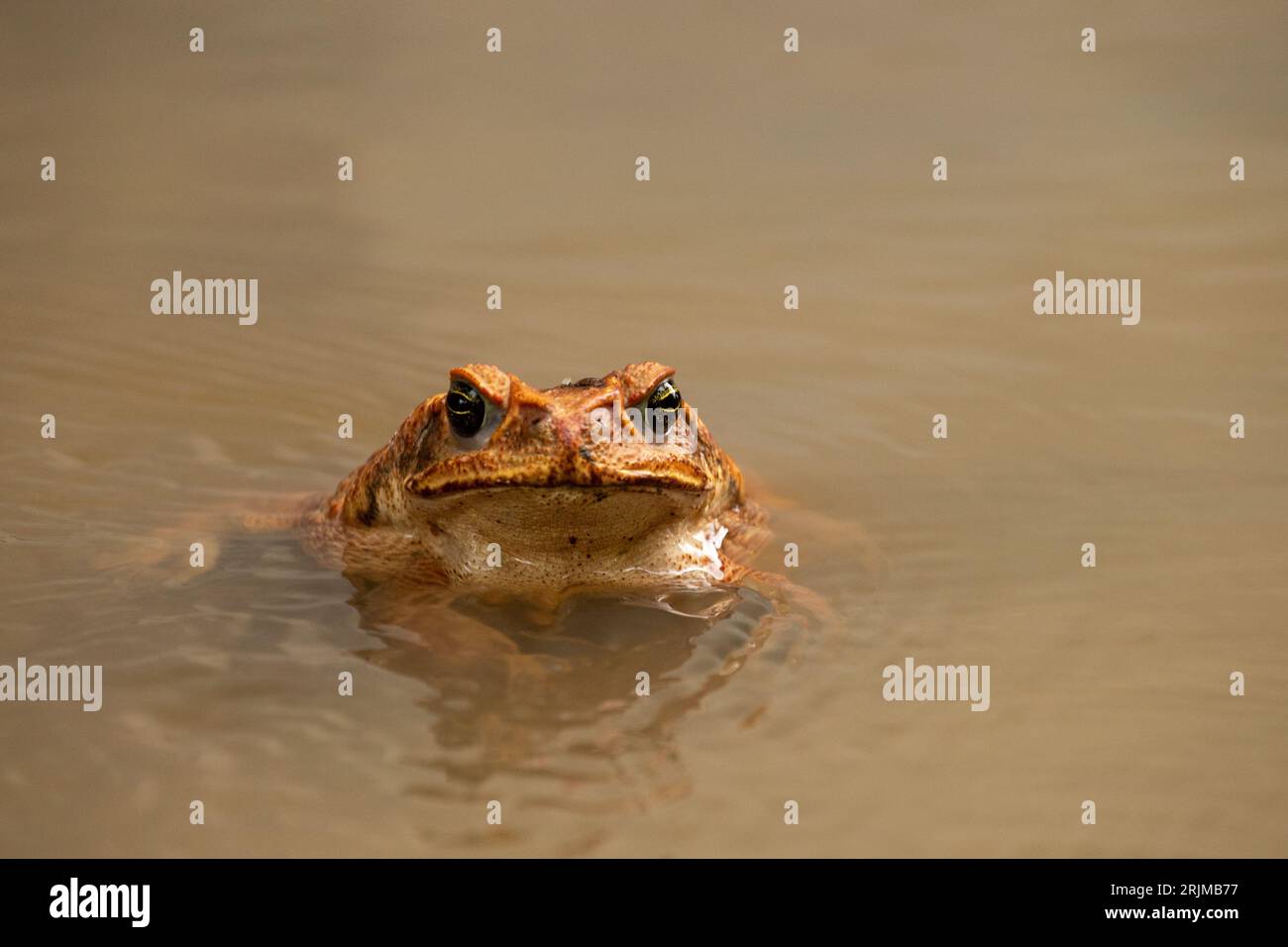 A close-up of a cane toad standing in shallow water, looking directly ...