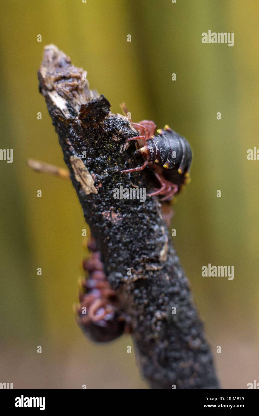 A macro view of a Millipede wrapping around a broken tree branch Stock ...