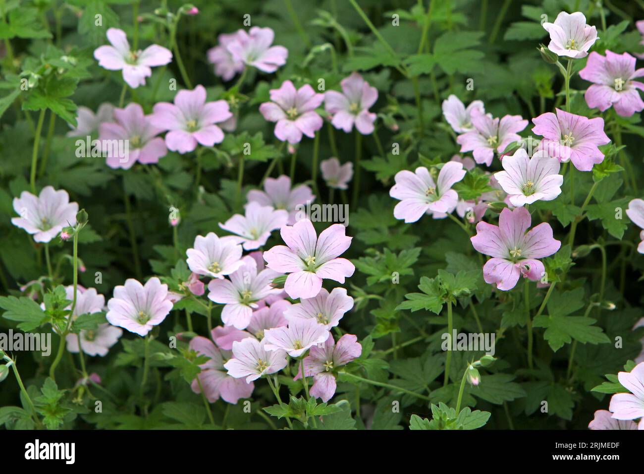 Soft pink Cranesbill 'Dreamland' also known as Geranium 'Bremdream' in ...