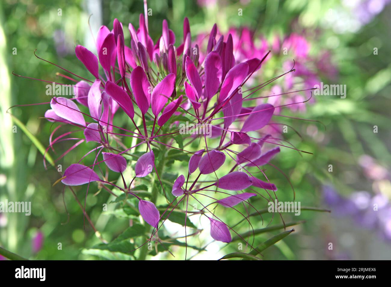 Pink Spider flower, a species of Tarenaya, in flower Stock Photo - Alamy