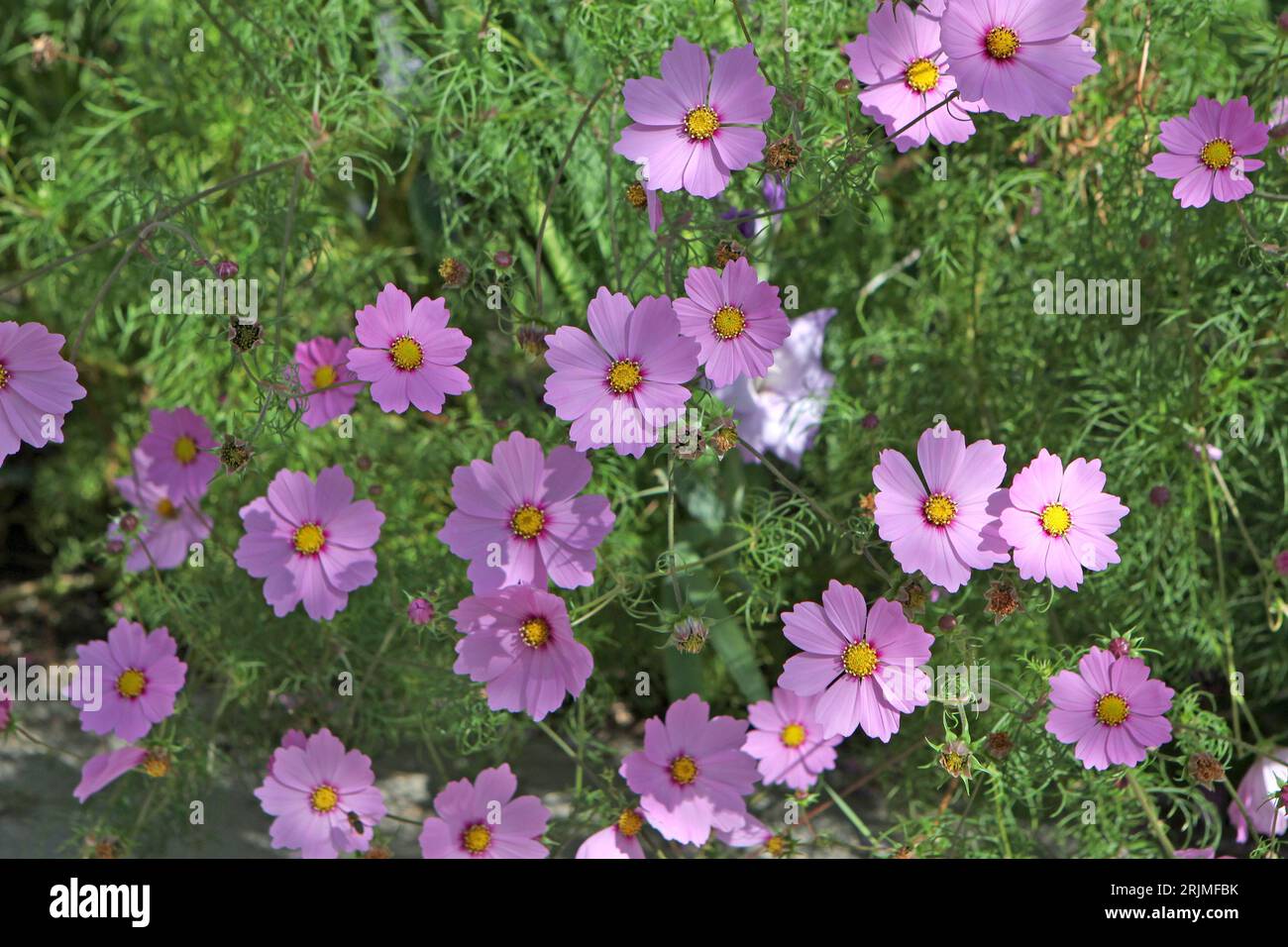 Pink Cosmos bipinnatus, commonly called the garden cosmos or Mexican ...
