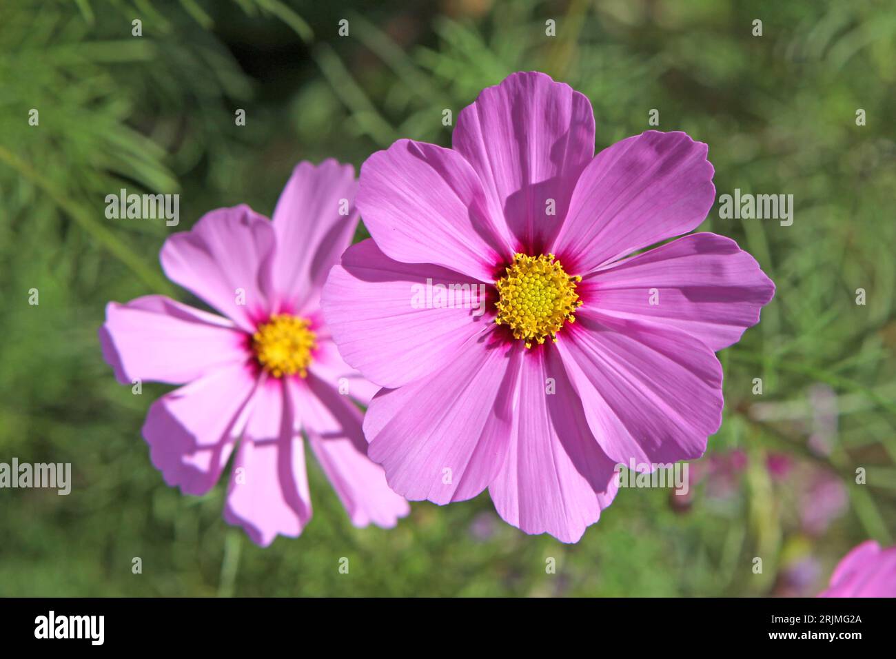 Pink Cosmos bipinnatus, commonly called the garden cosmos or Mexican ...