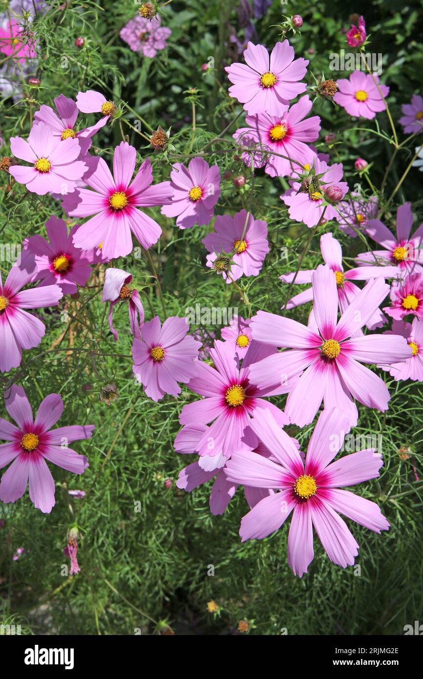 Pink Cosmos bipinnatus, commonly called the garden cosmos or Mexican ...
