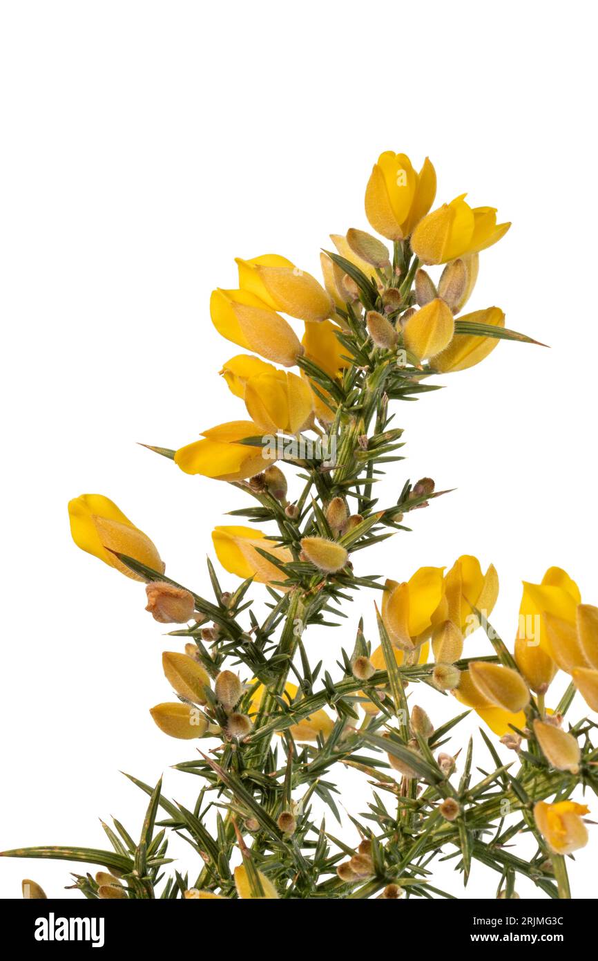 Yellow gorse flowers and spines are isolated against a white background ...