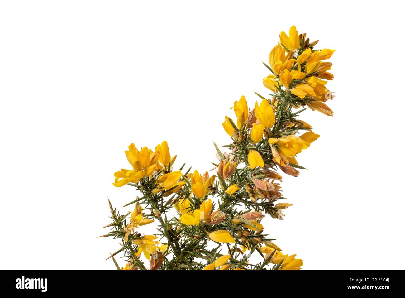 Yellow gorse flowers and spines are isolated against a white background ...