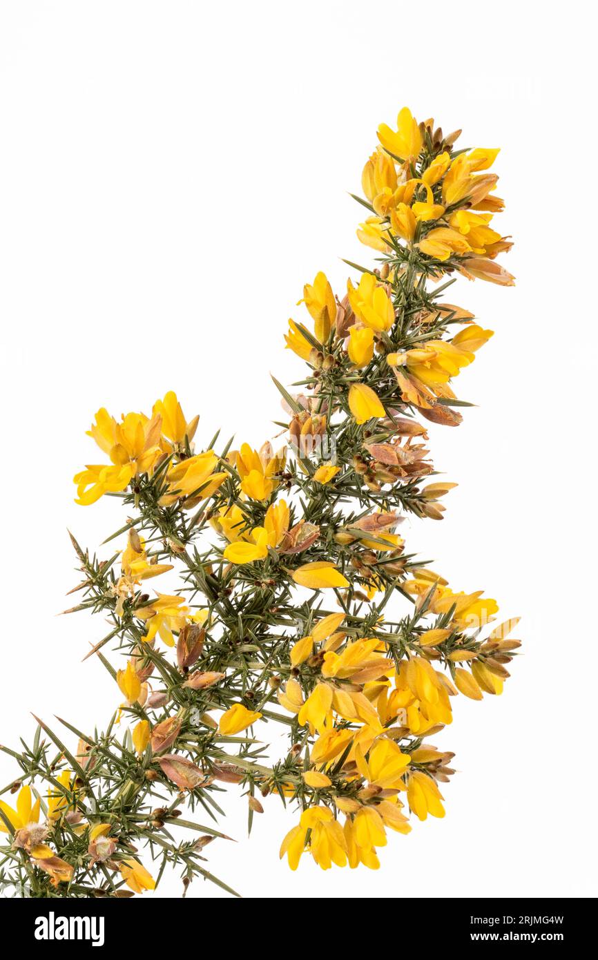 Yellow Gorse Flowers And Spines Are Isolated Against A White Background Gorse Was Introduced To