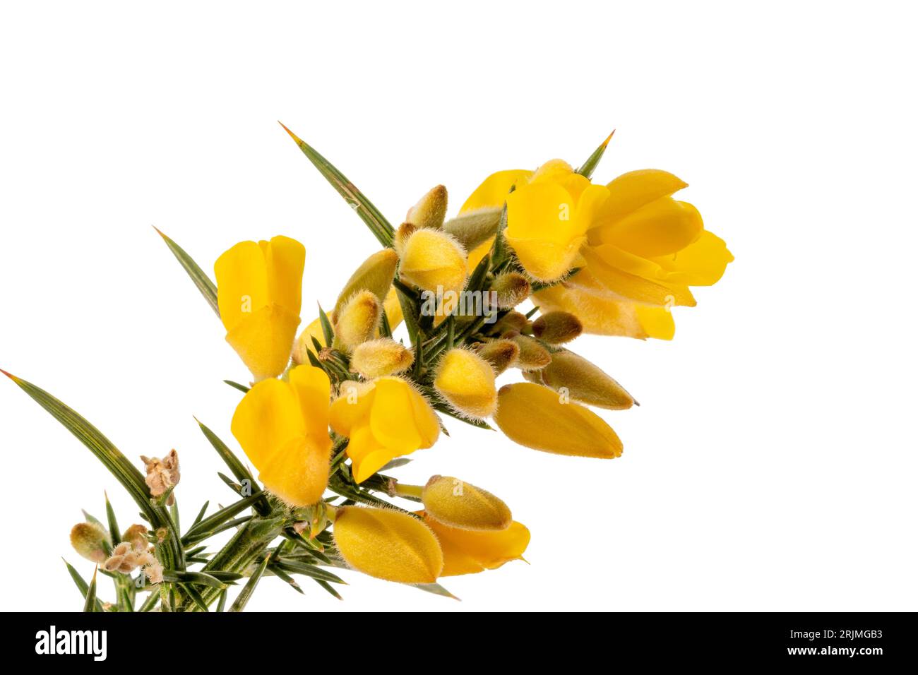 Yellow Gorse Flowers And Spines Are Isolated Against A White Background