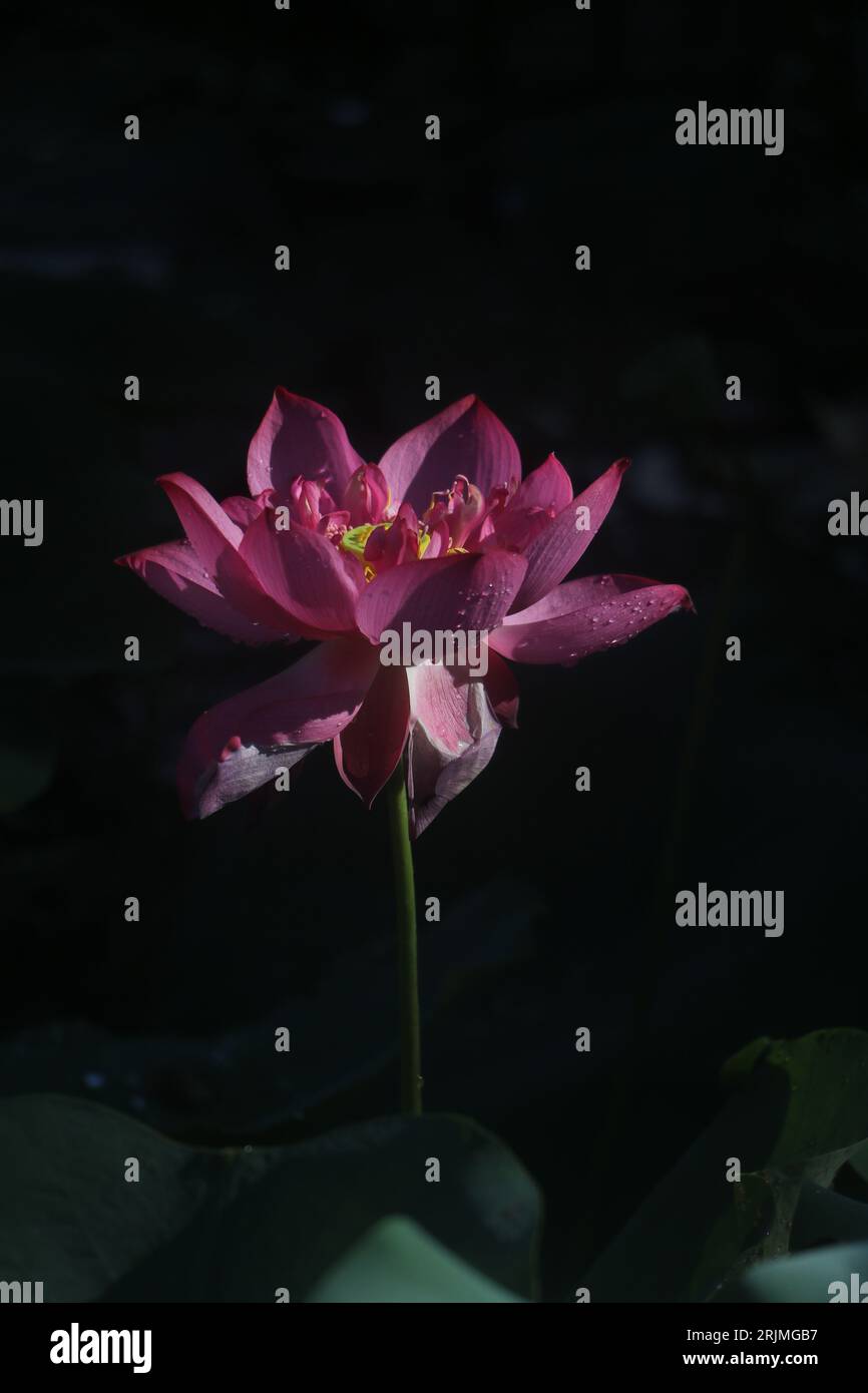 A close-up of a vibrant pink Nut-bearing lotus (Nelumbo nucifera ...