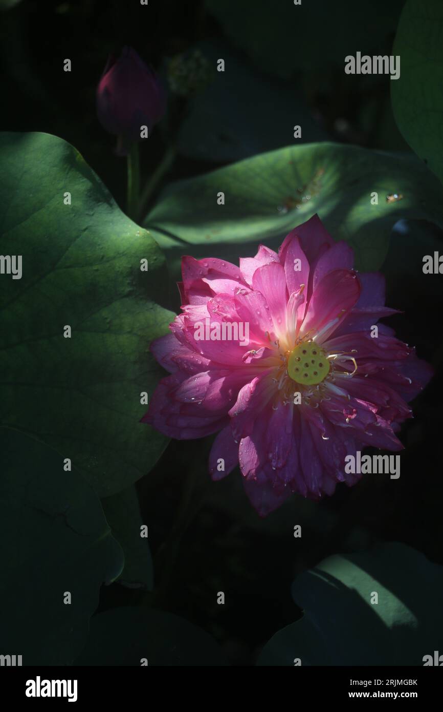 A close-up of a vibrant pink Nut-bearing lotus (Nelumbo nucifera ...