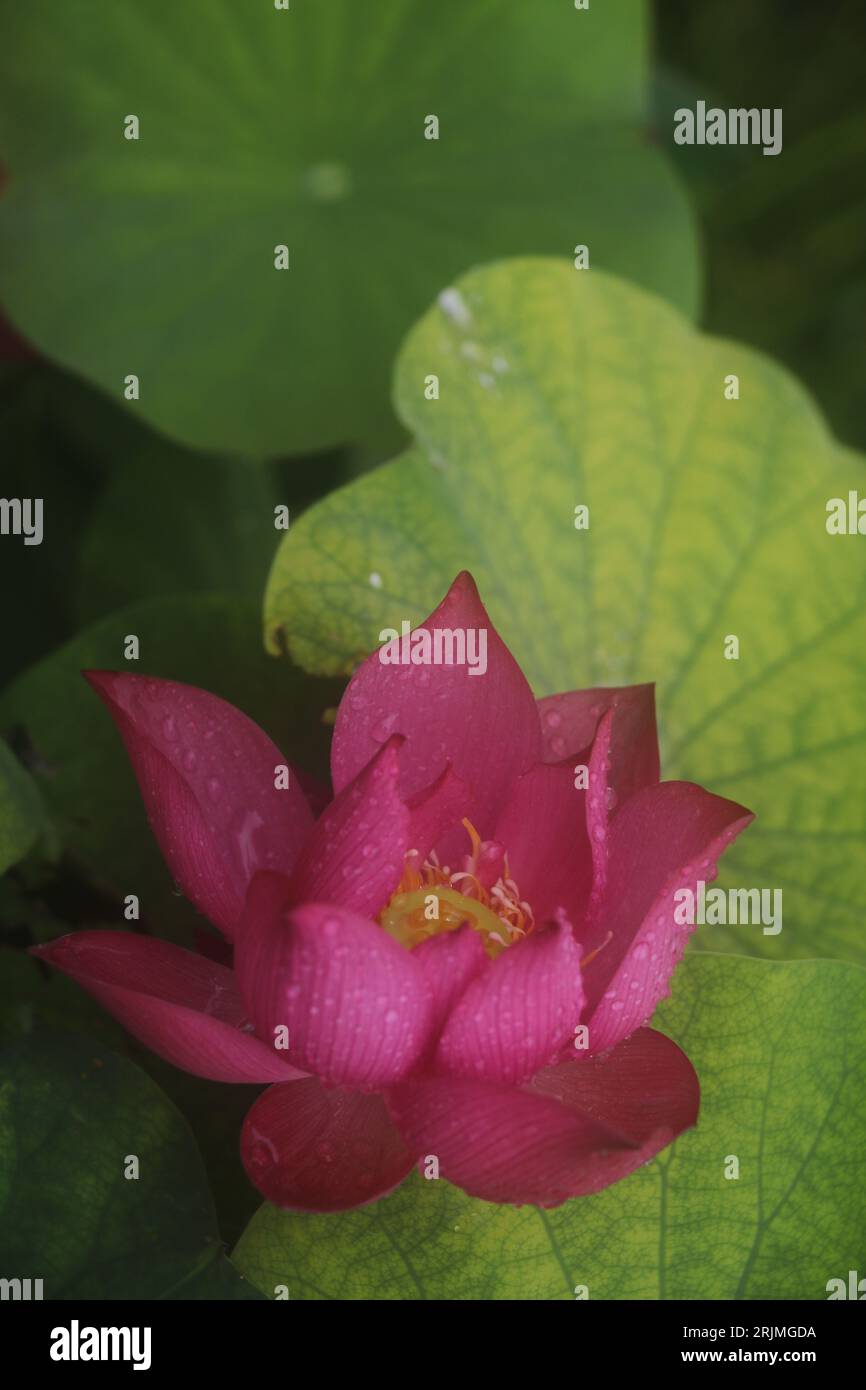 A close-up of a vibrant pink Nut-bearing lotus (Nelumbo nucifera ...