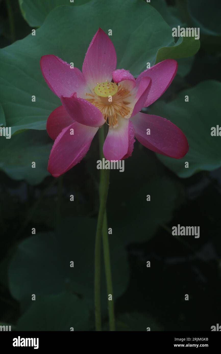 A close-up of a vibrant pink Nut-bearing lotus (Nelumbo nucifera ...