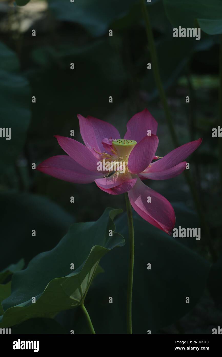 A close-up of a vibrant pink Nut-bearing lotus (Nelumbo nucifera ...