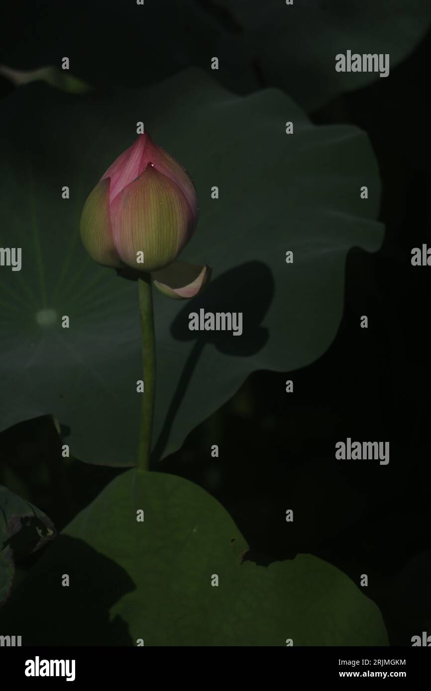 A close-up of a vibrant pink Nut-bearing lotus (Nelumbo nucifera ...