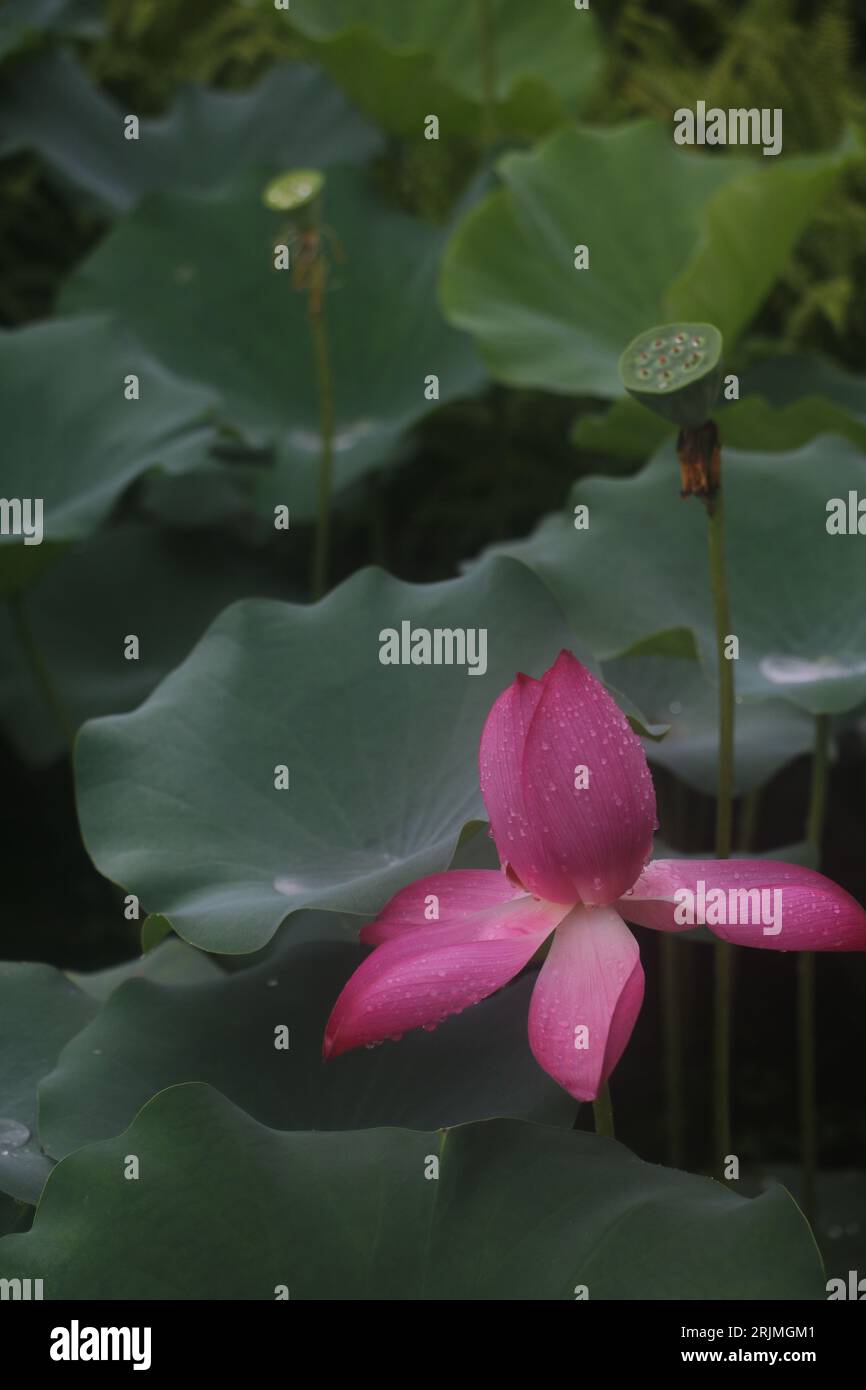 A close-up of a vibrant pink Nut-bearing lotus (Nelumbo nucifera ...