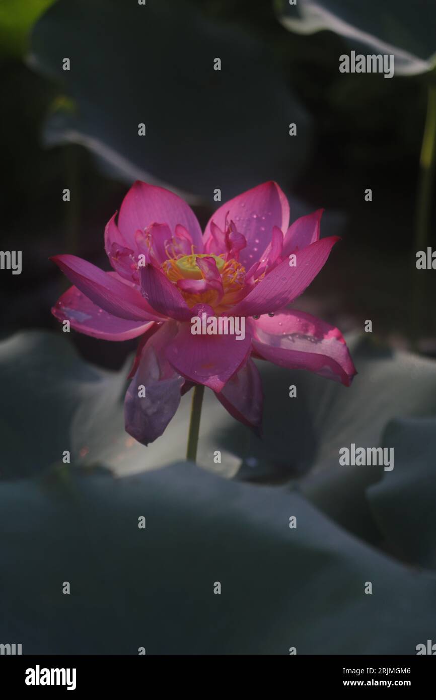 A close-up of a vibrant pink Nut-bearing lotus (Nelumbo nucifera ...